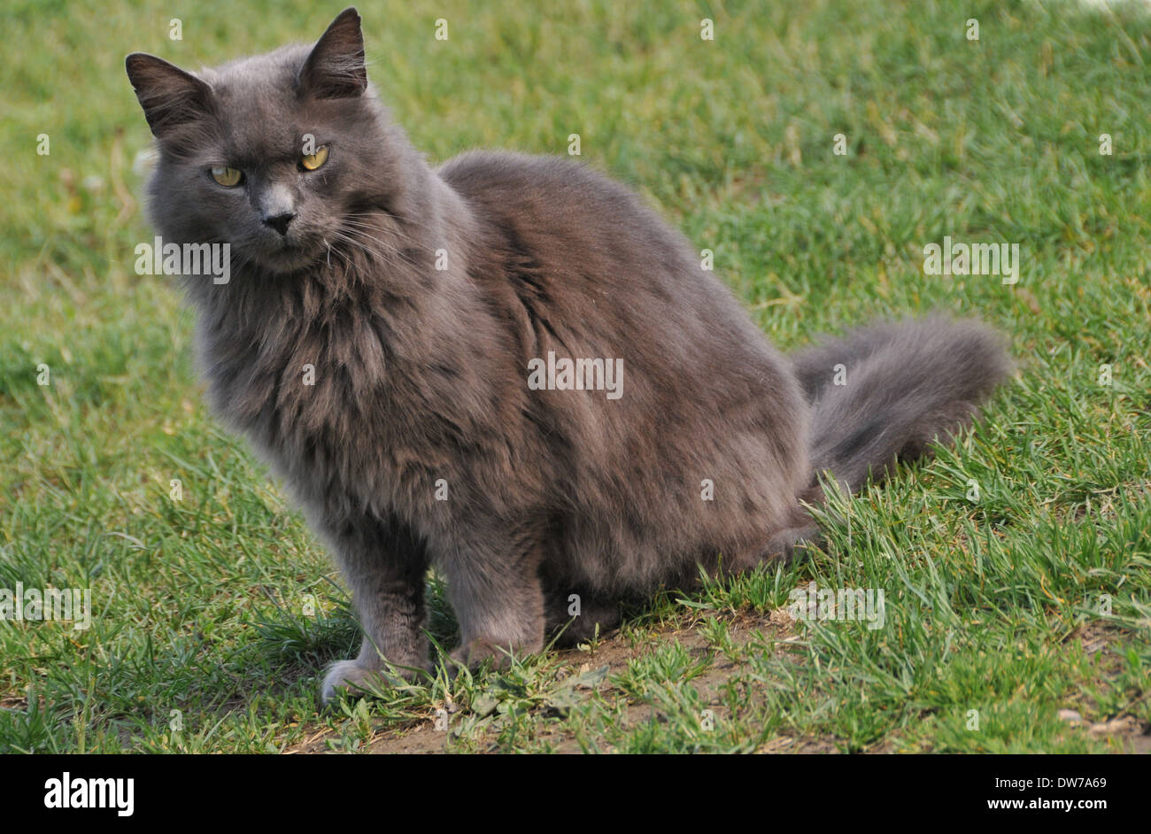 Barn Farm CAT Stock Photo - Alamy