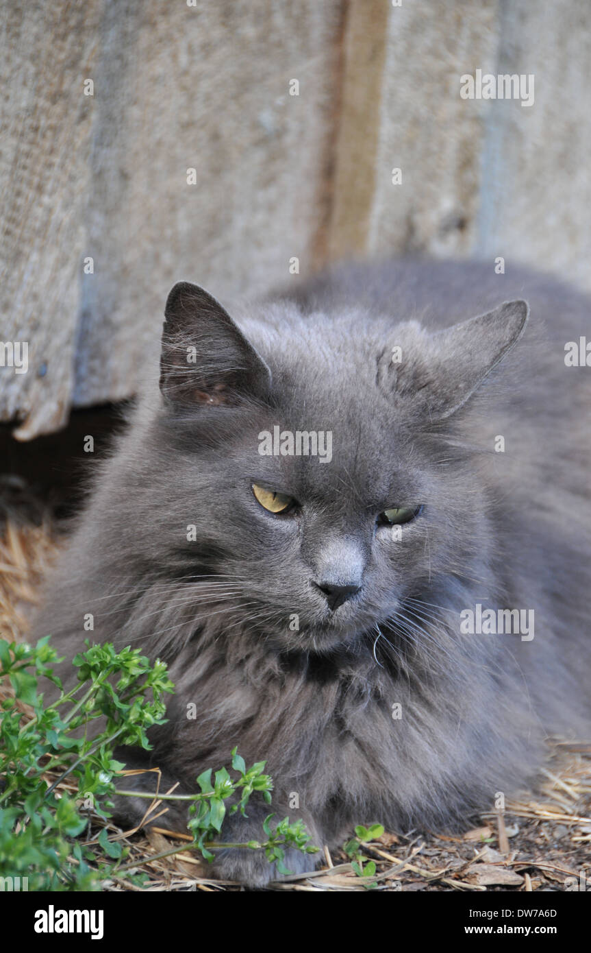 Barn Farm CAT Stock Photo - Alamy
