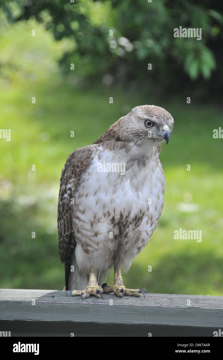 Hawk bird of prey Stock Photo - Alamy