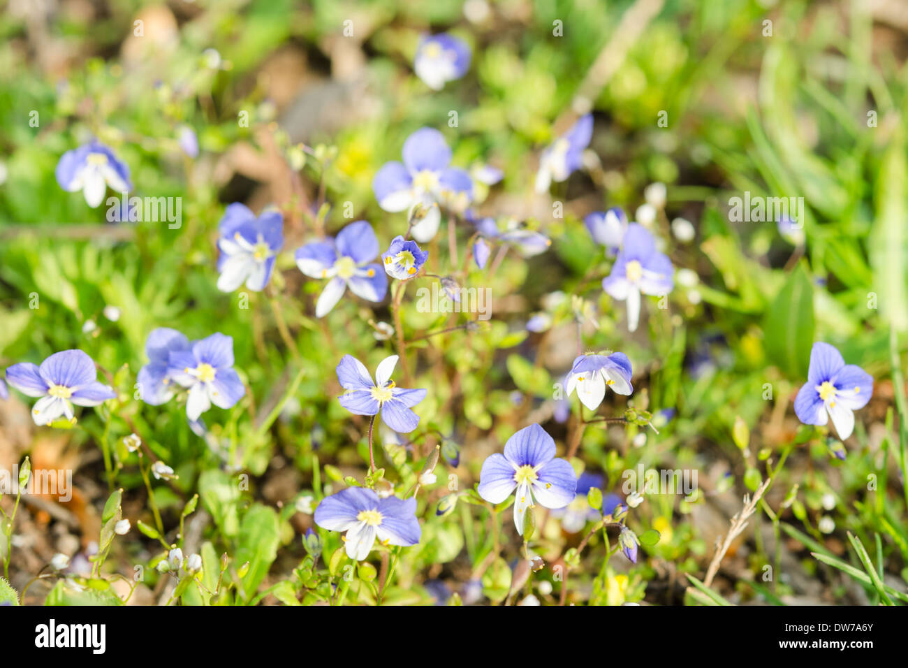 Small blue spring flowers on the sunlit meadow. Closeup photography ...