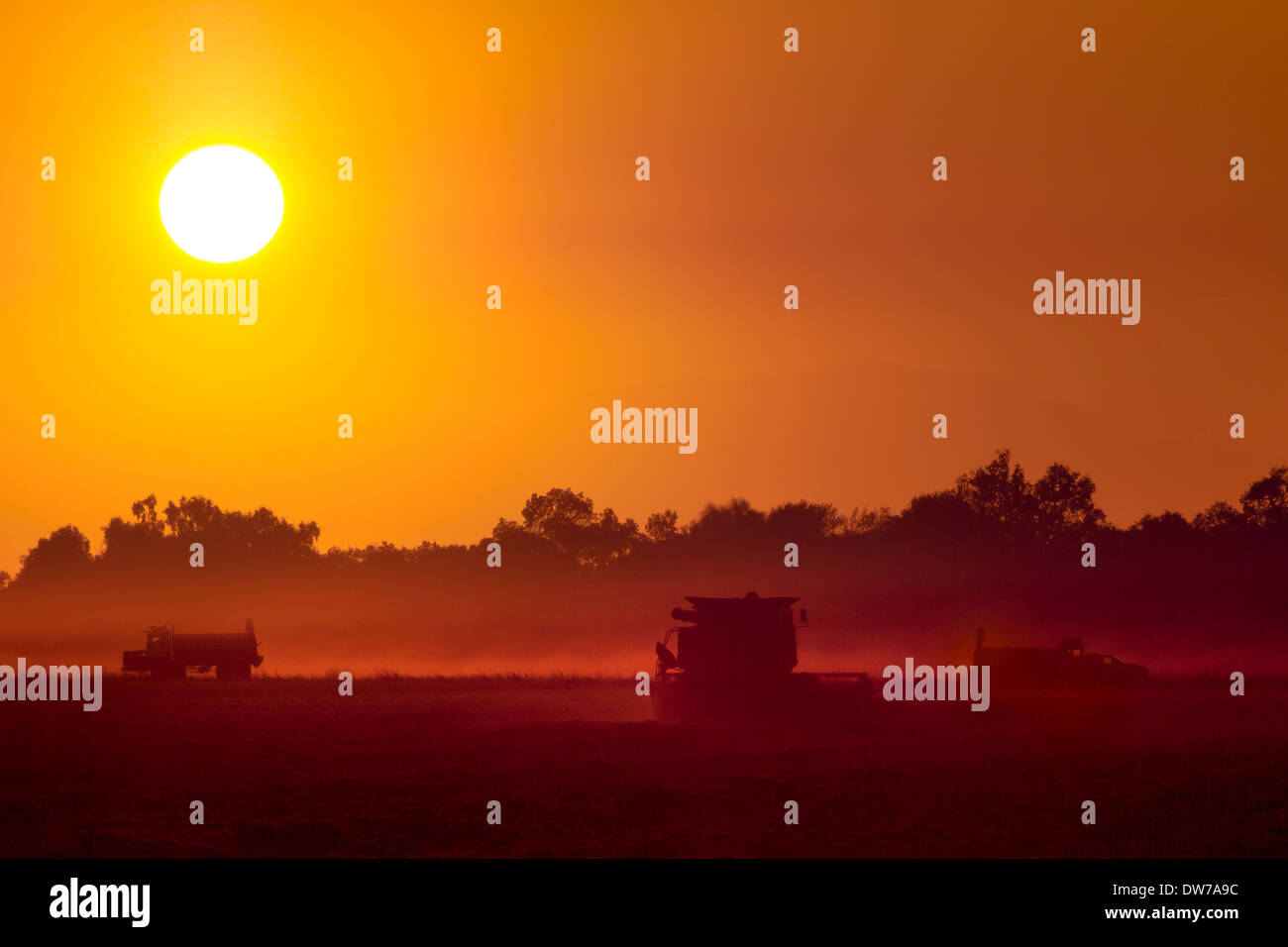 Rice harvesting in the late afternoon in the Sacramento Valley of ...