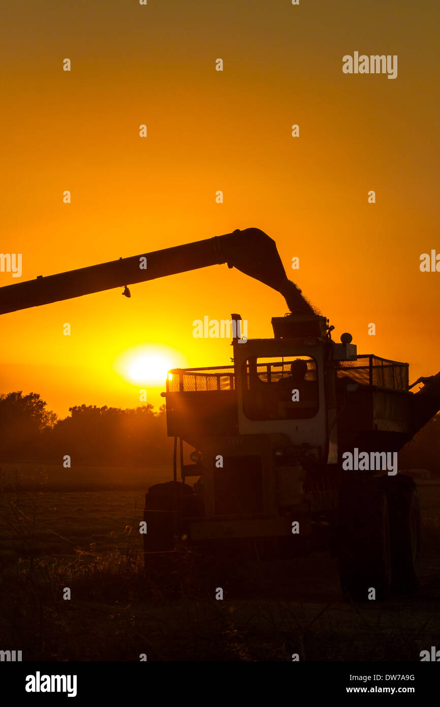 Rice harvesting in the late afternoon in the Sacramento Valley of ...
