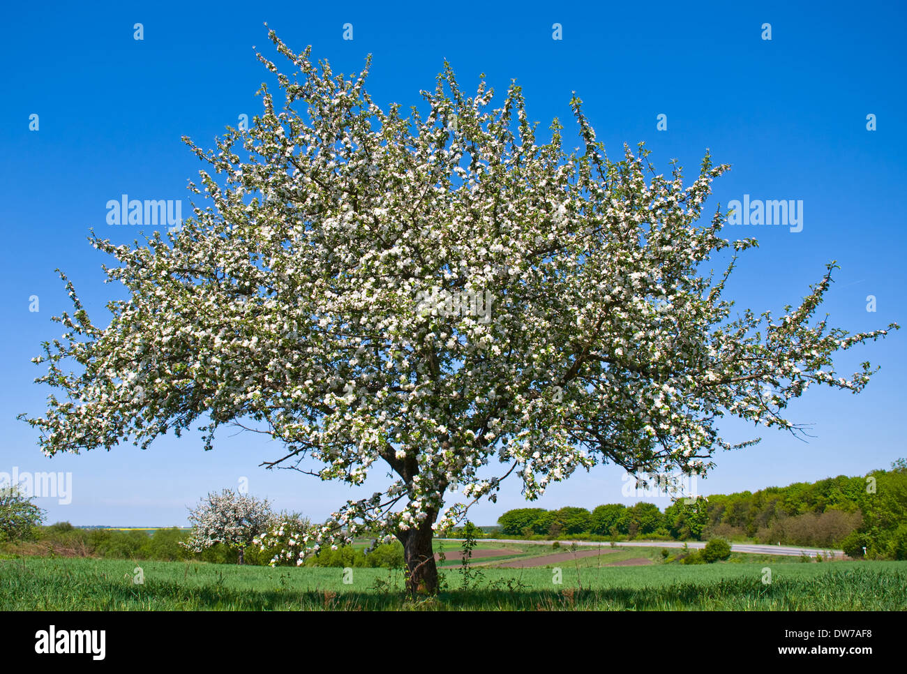 Blossoming apple tree in spring hi-res stock photography and images - Alamy