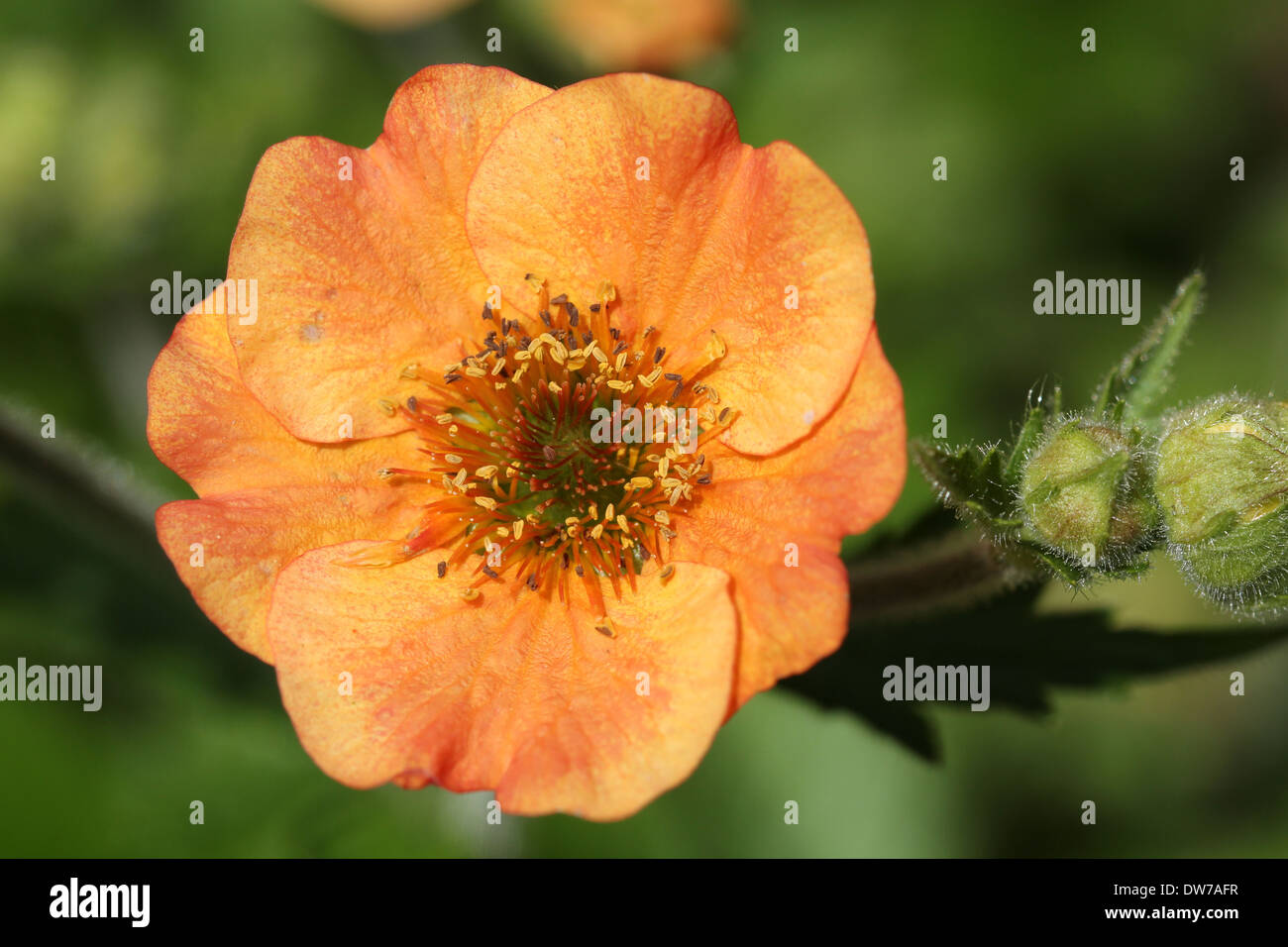Orange geum hi-res stock photography and images - Alamy