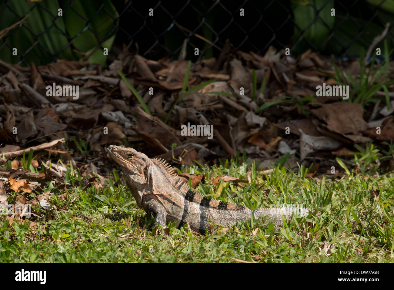 Spiny-tailed Iguana - Ctenosaura Stock Photo - Alamy