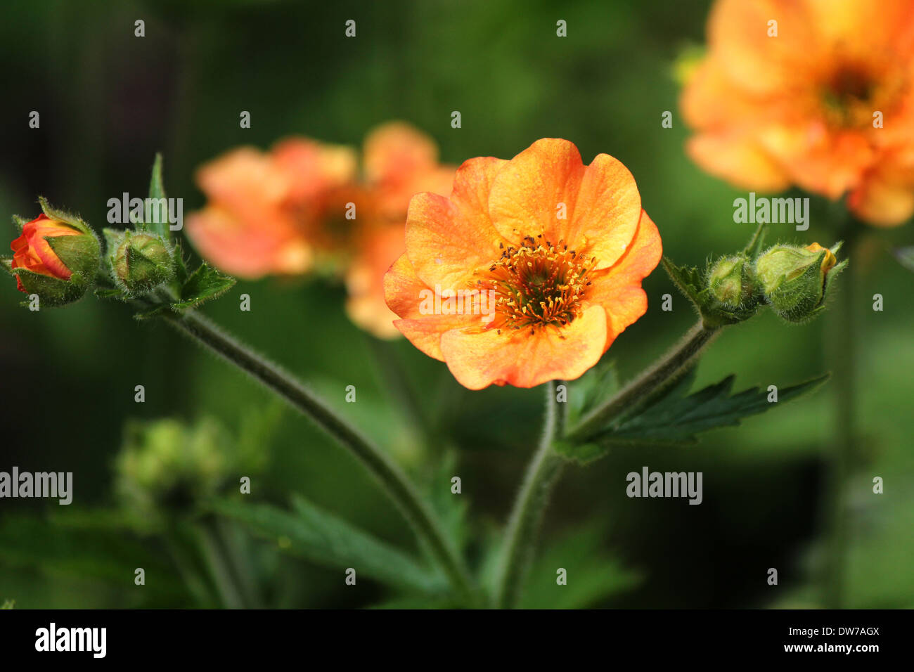 Orange geum hi-res stock photography and images - Alamy