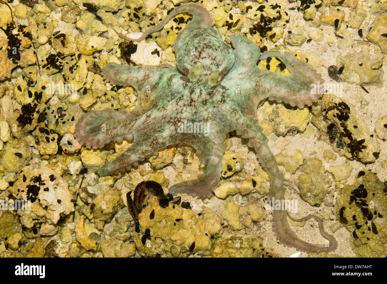 Caribbean reef octopus octopus briareus hi-res stock photography and ...