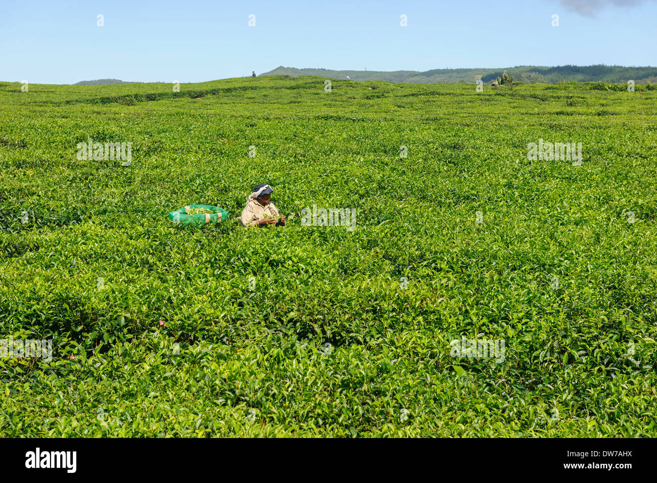 Bois Cheri Tea Plantation Mauritius High Resolution Stock Photography ...