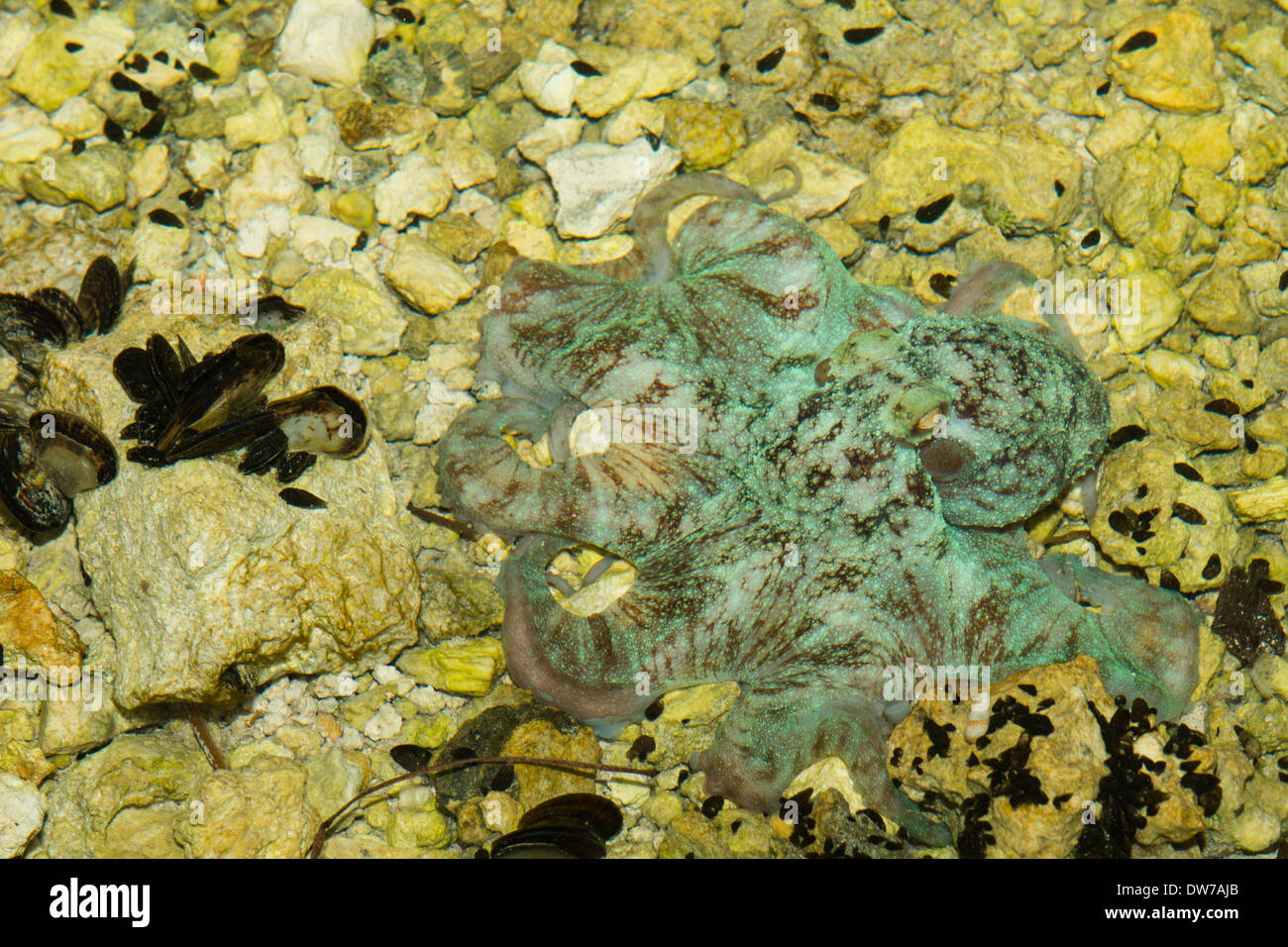 Caribbean reef octopus - Octopus briareus Stock Photo - Alamy
