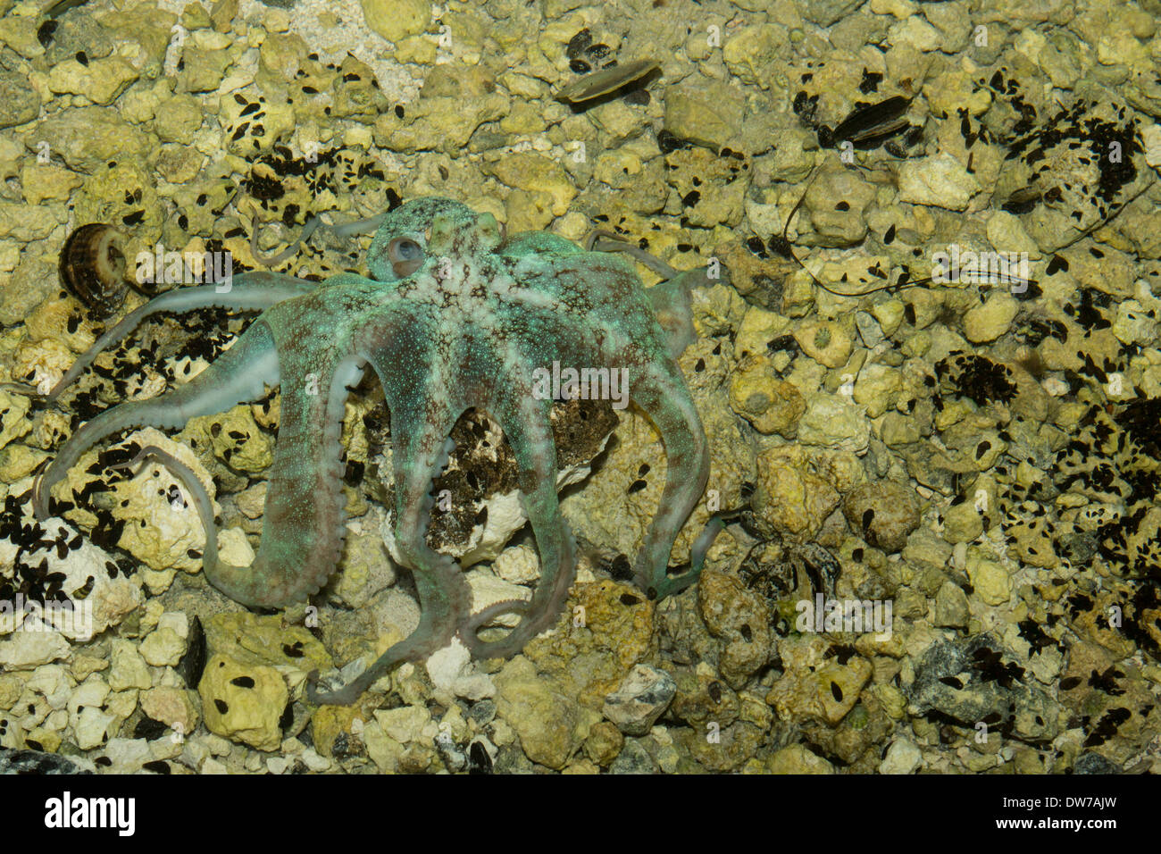 Foraging Caribbean reef octopus - Octopus briareus Stock Photo - Alamy
