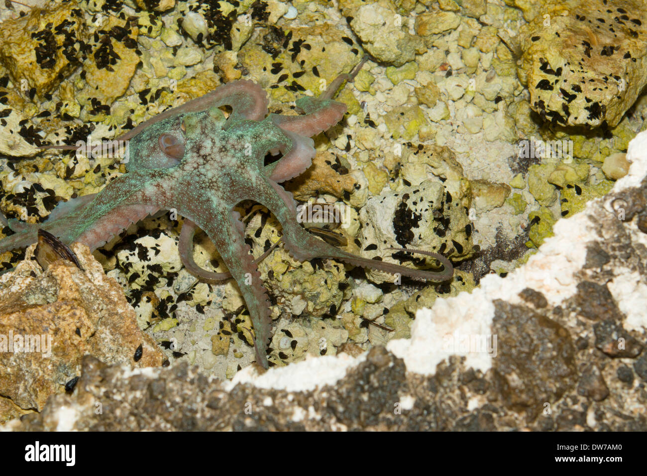 Caribbean reef octopus - Octopus briareus Stock Photo - Alamy