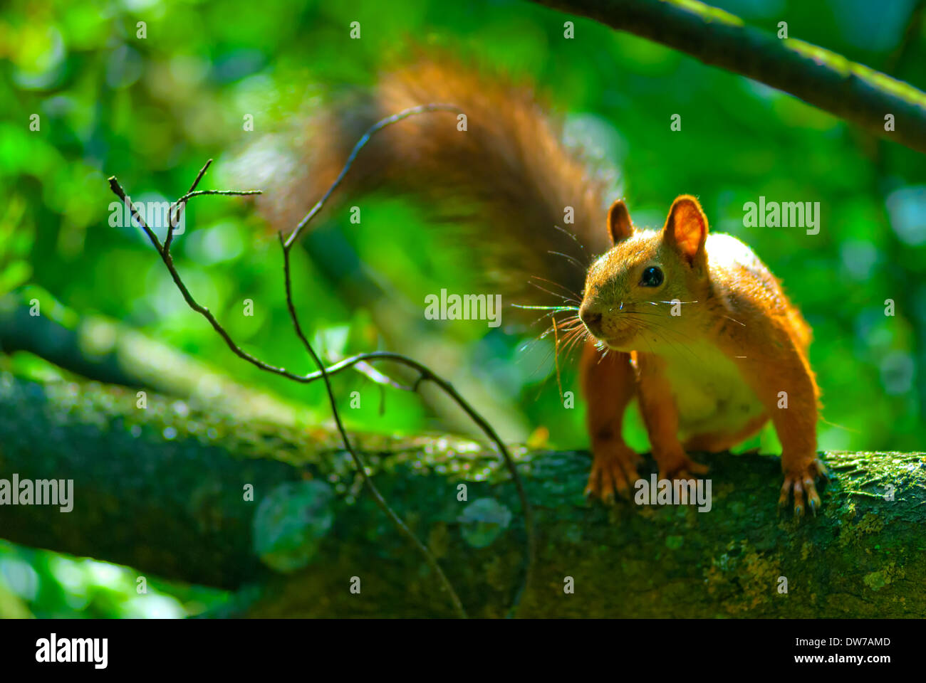 mischievous red squirrel on a tree branch Stock Photo - Alamy