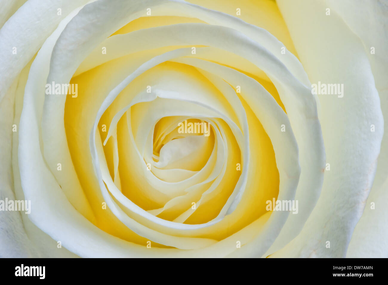 beautiful open flower white rose macro Stock Photo - Alamy