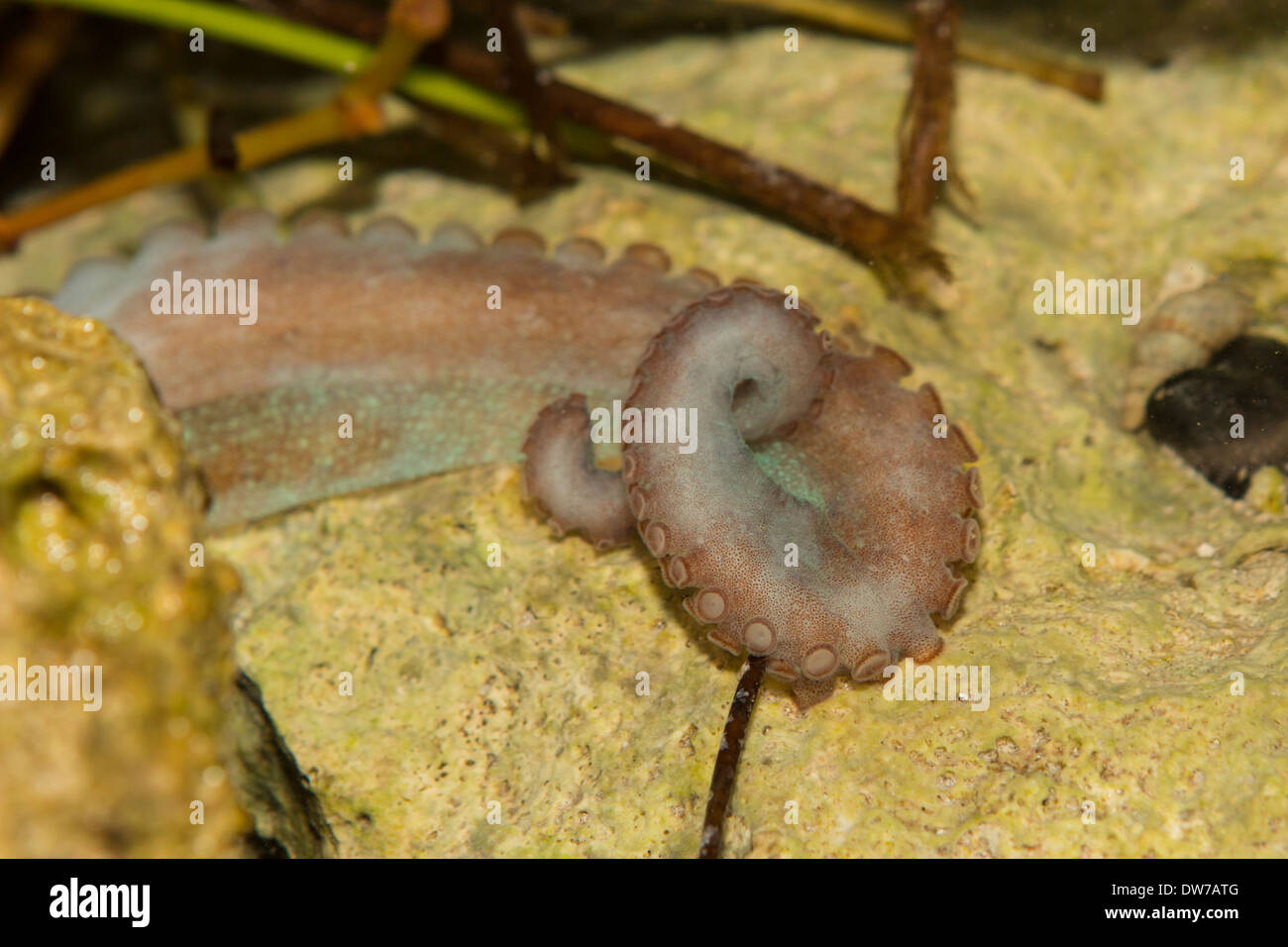 closeup on an octopus tentacle - Octopus briareus Stock Photo - Alamy