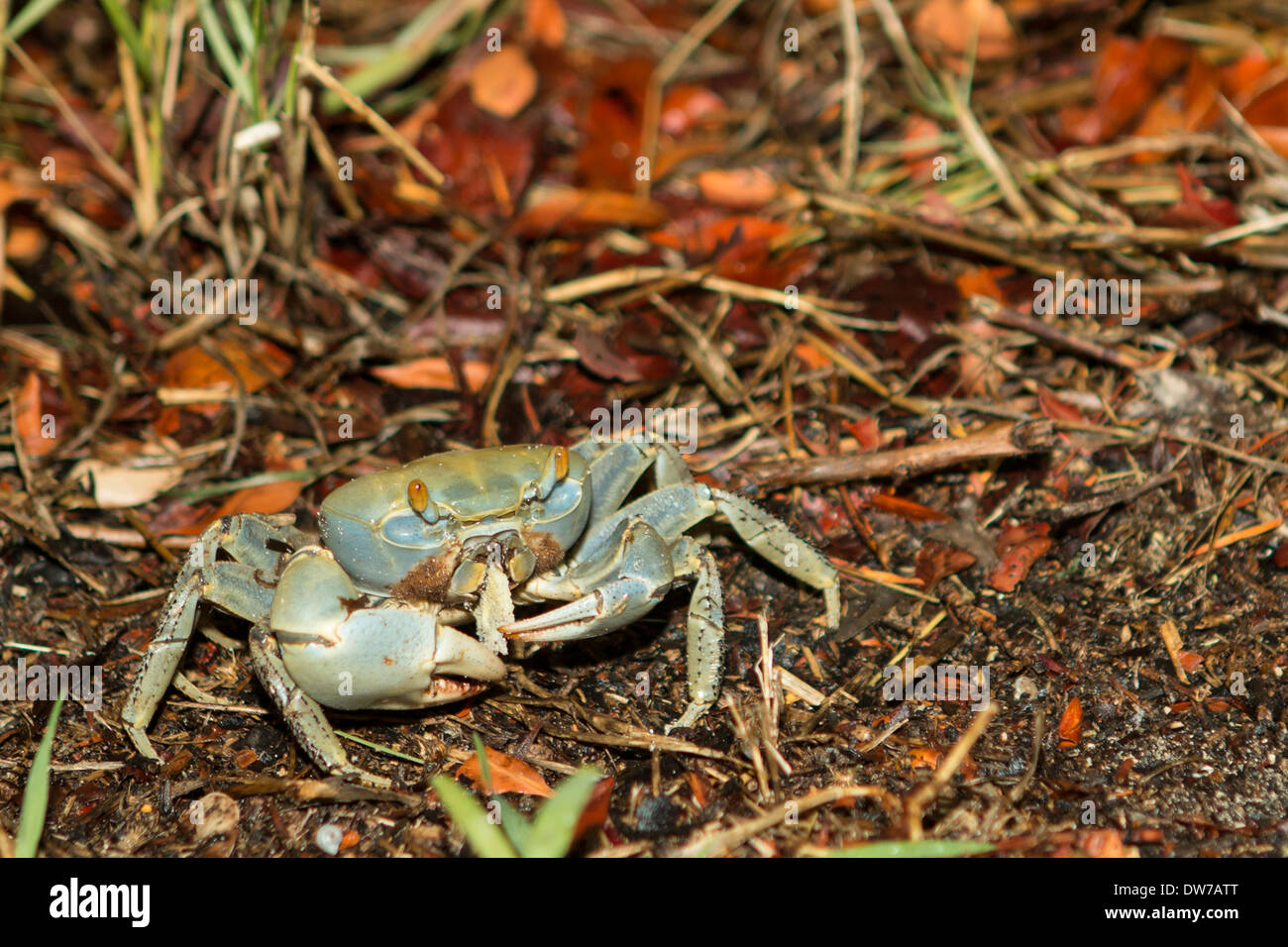 Pale crab hi-res stock photography and images - Alamy