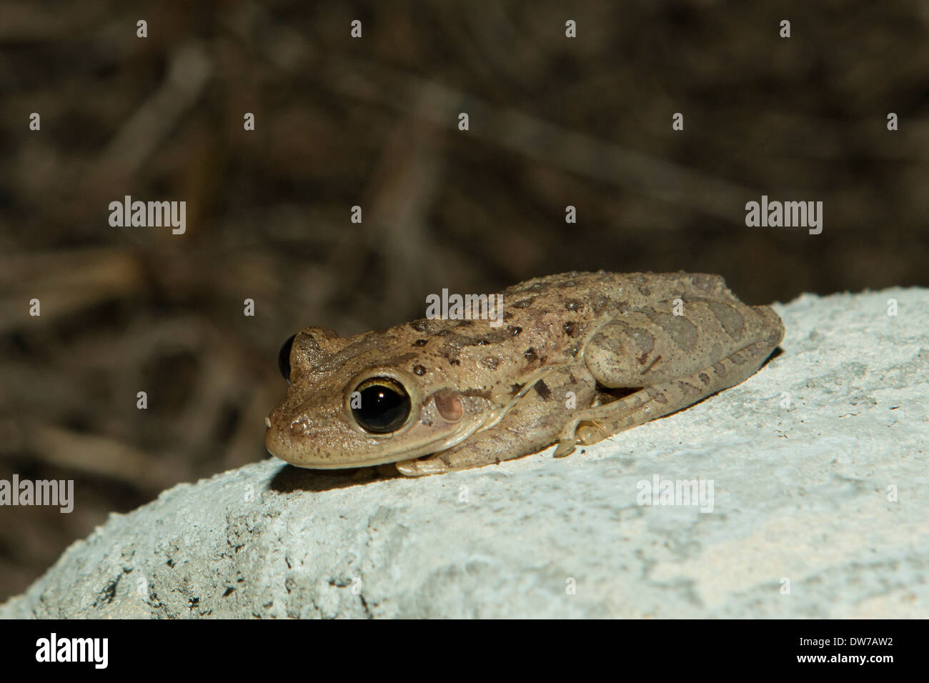Cuban Treefrog High Resolution Stock Photography and Images - Alamy
