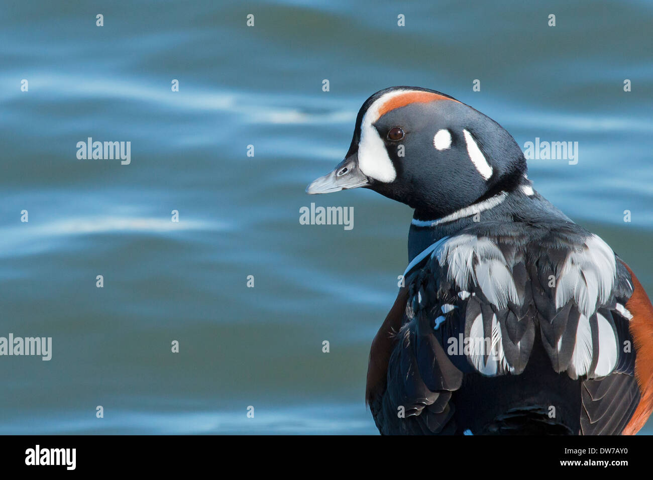 Floating raft of ducks hi-res stock photography and images - Alamy