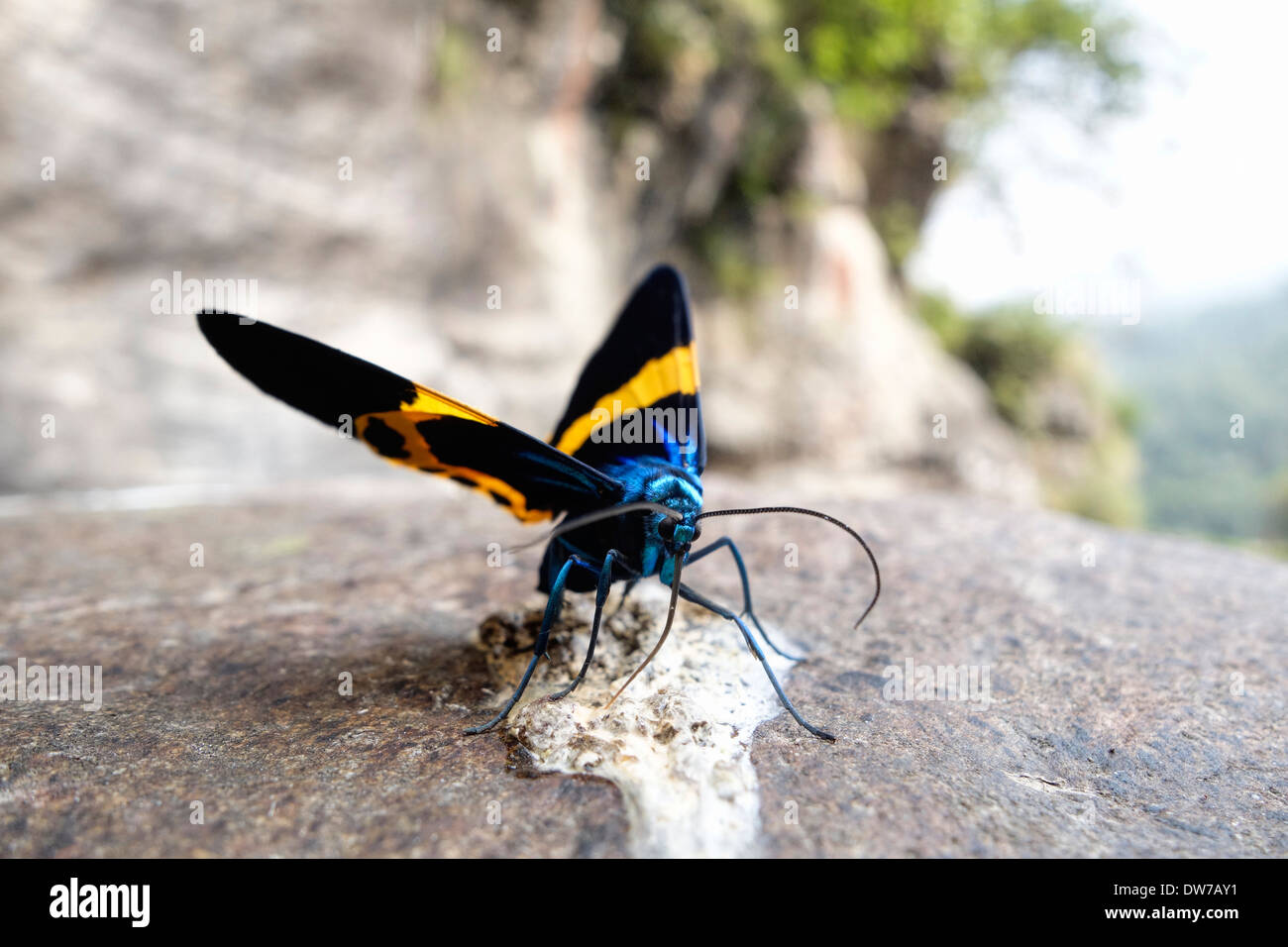 Himalayan butterfly hi-res stock photography and images - Alamy