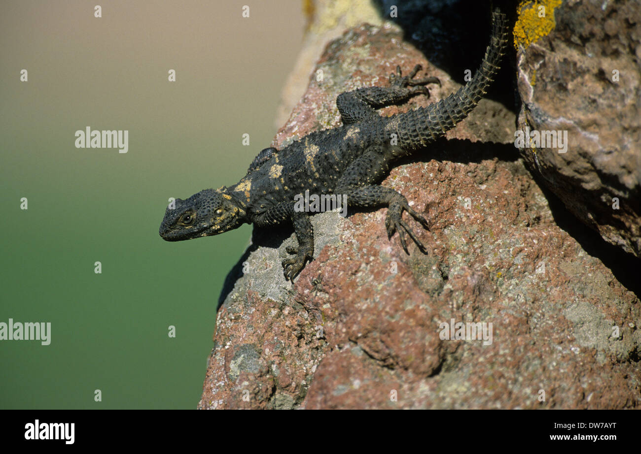 ROUGH-TAILED AGAMA LIZARD (Laudakia stellio) Lesbos Greece Stock Photo ...