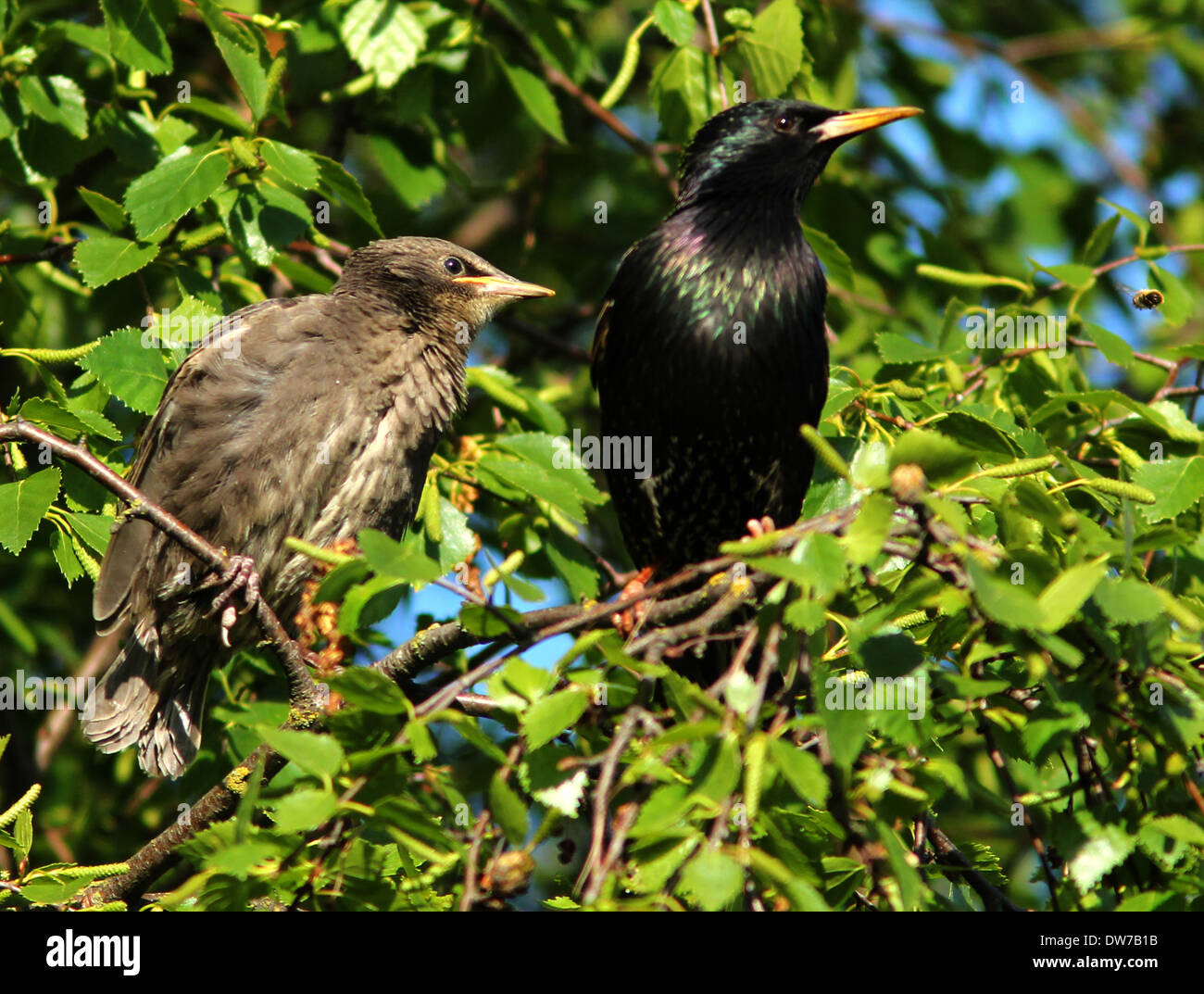Baby starling hi-res stock photography and images - Alamy