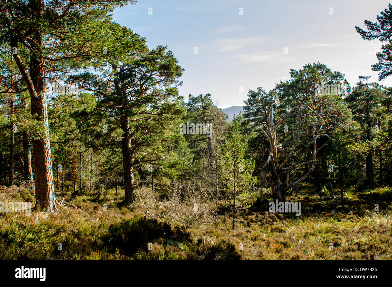 Caledonian Woodland High Resolution Stock Photography and Images - Alamy