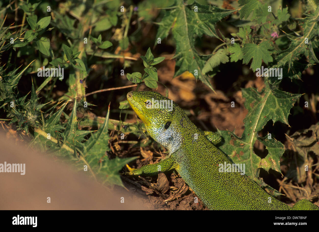 BALKAN GREEN LIZARD (Lacerta trilineata) adult male Lesbos Greece Stock ...