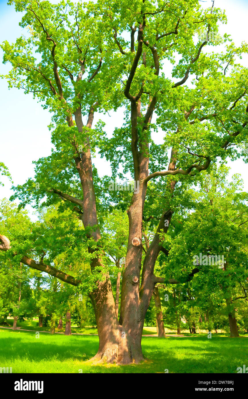great spreading oak grows on a green lawn Stock Photo - Alamy