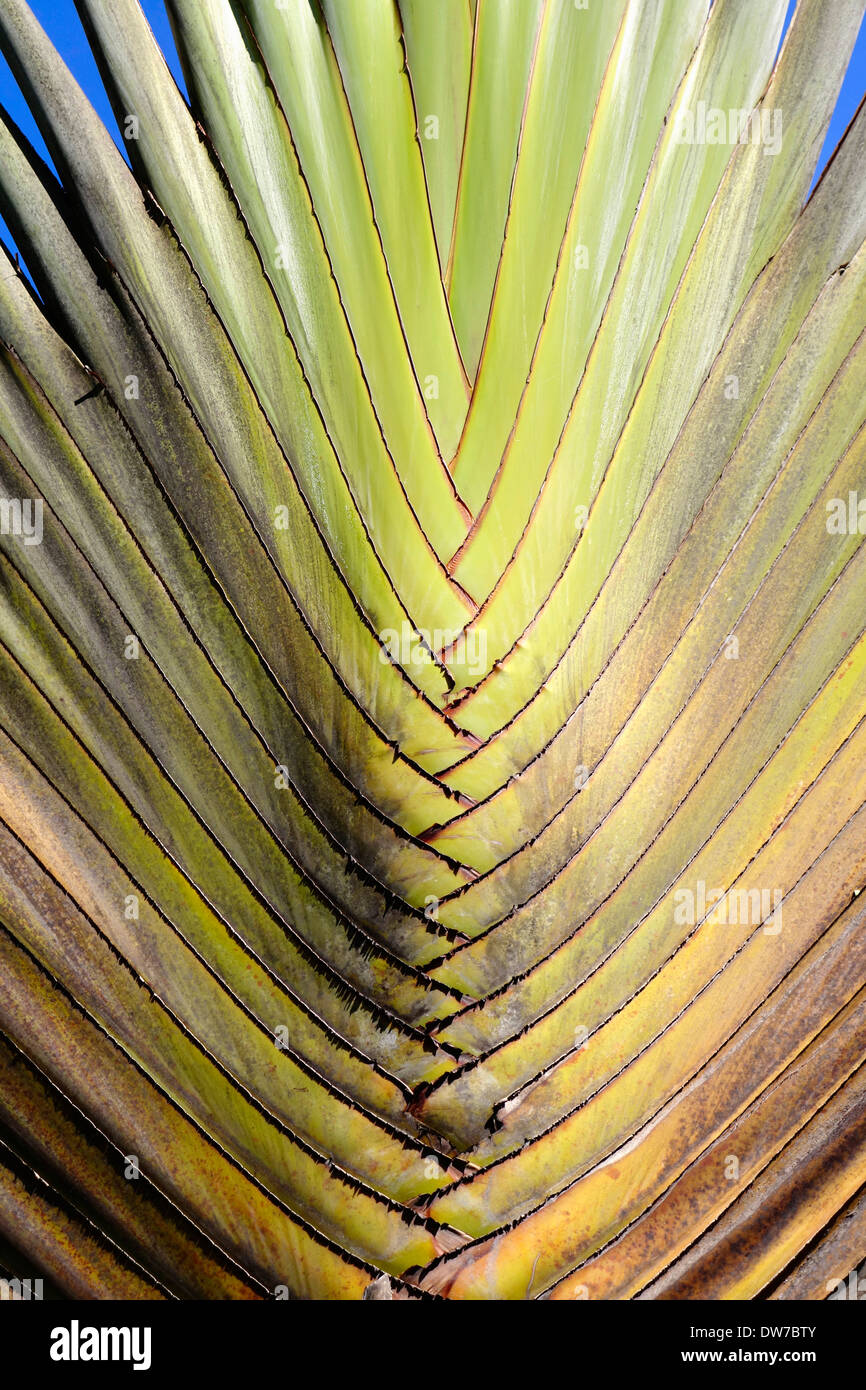 Close up of the patterns in the base of an ornamental palm tree in ...