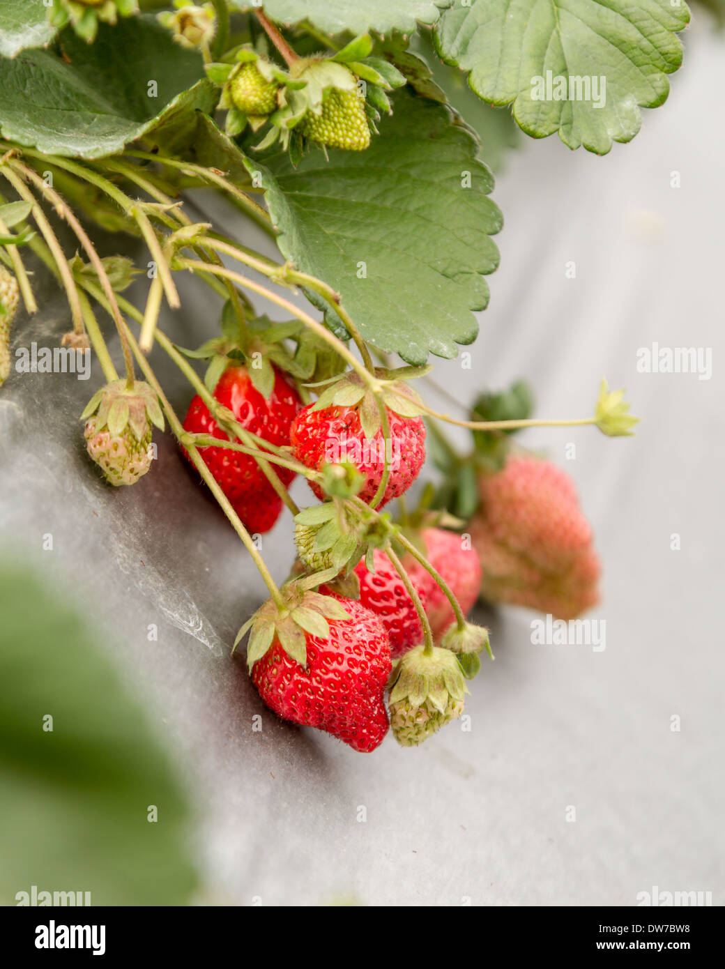 Strawberry Patch full of Strawberries Stock Photo - Alamy