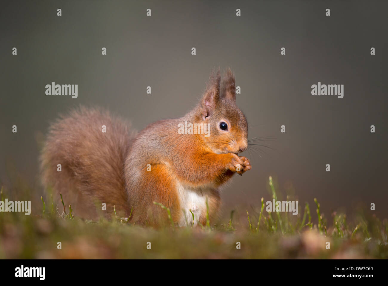 red squirrel sat on the ground eating a nut Stock Photo - Alamy