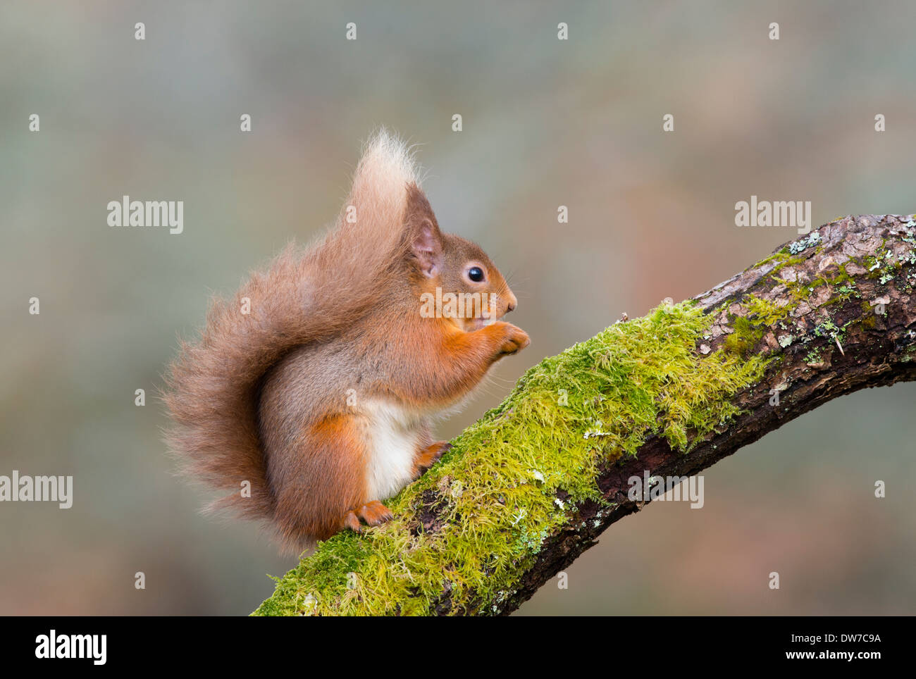 red squirrel sat on a moss covered branch Stock Photo - Alamy