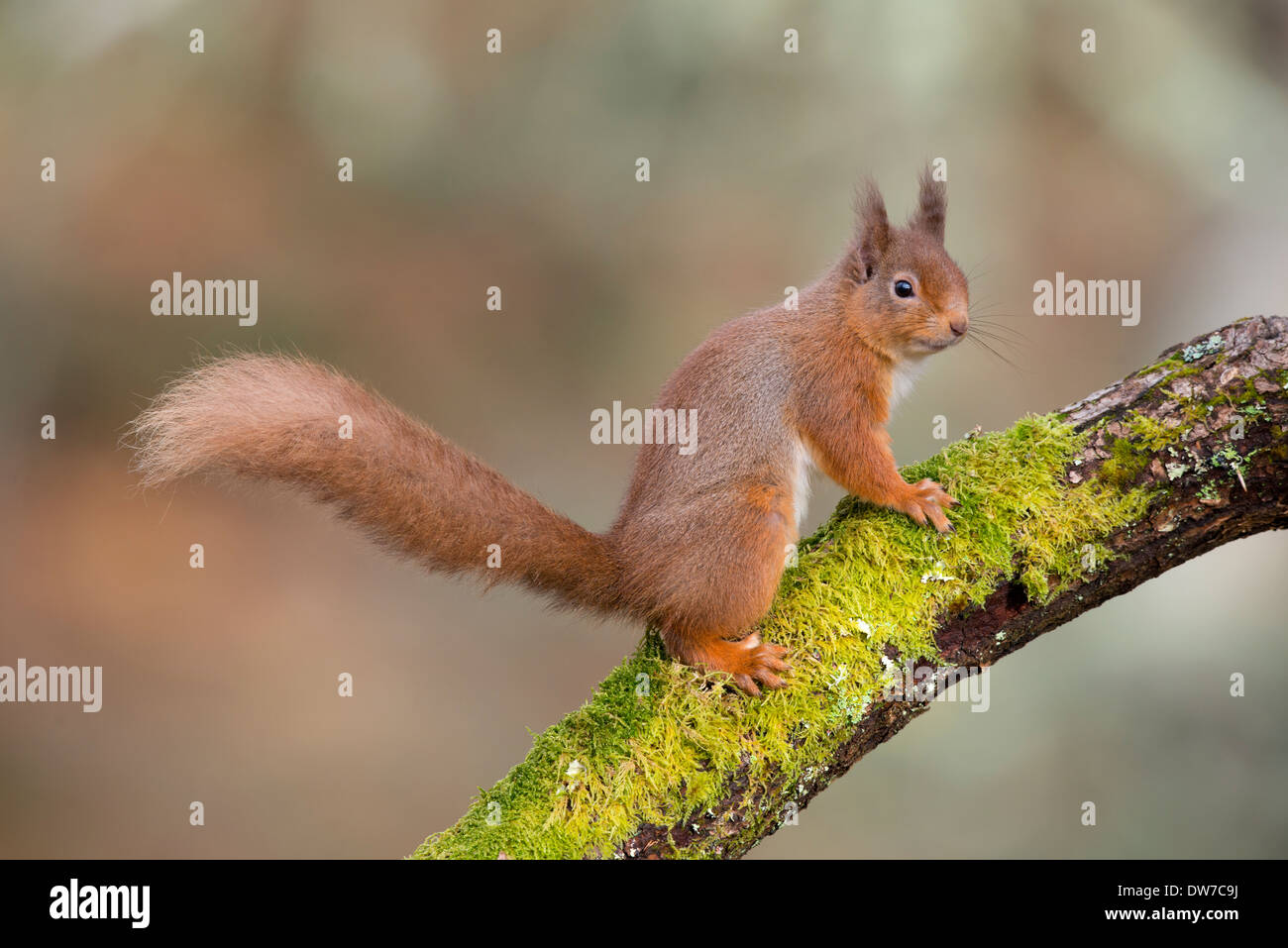 red squirrel standing on a moss covered branch looking alert Stock ...