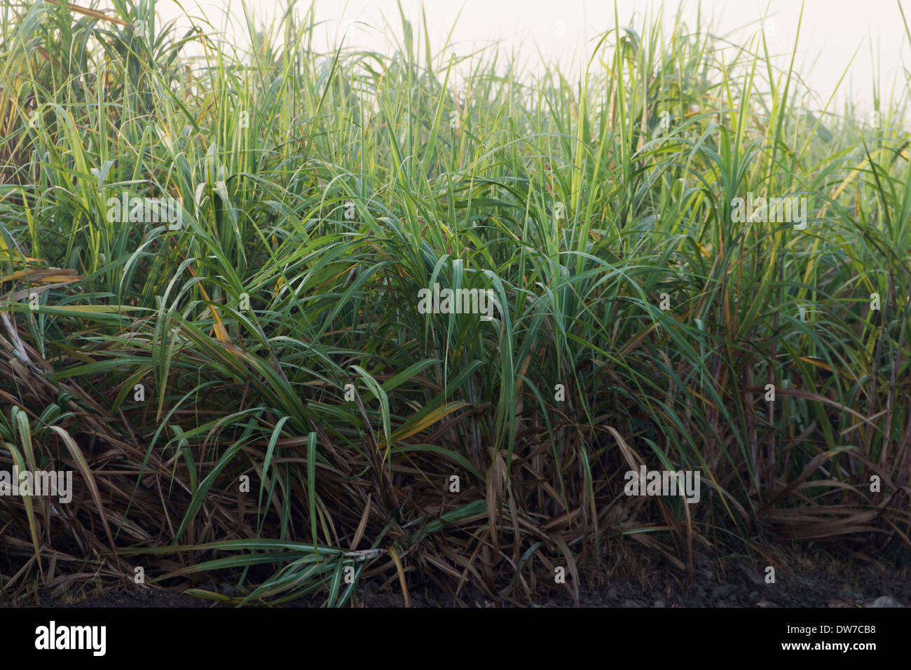 Agriculture A farm of Sugarcane Stock Photo - Alamy