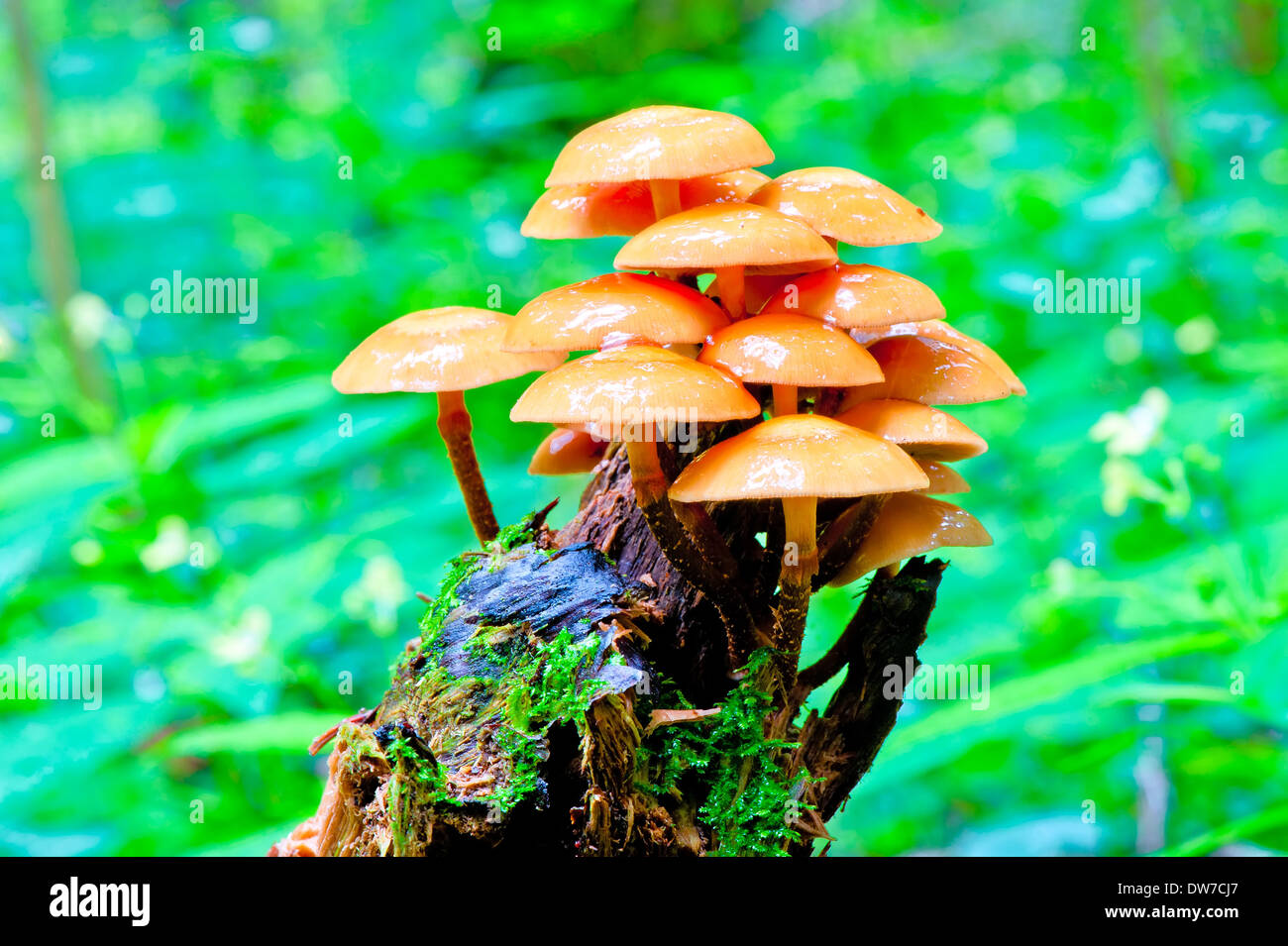 Raw toadstools hi-res stock photography and images - Alamy