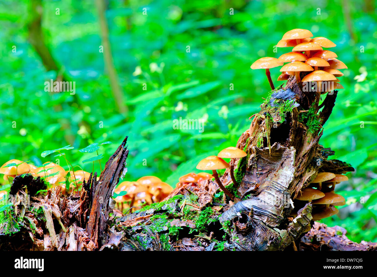 stump with toadstools in the green forest Stock Photo - Alamy
