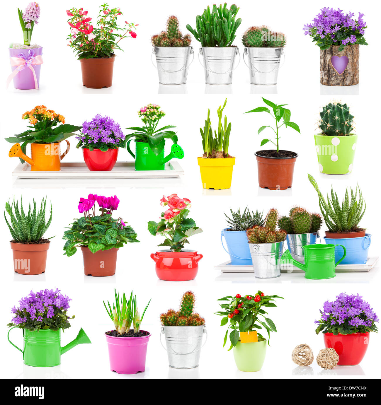 Begonia humilis hi-res stock photography and images - Alamy