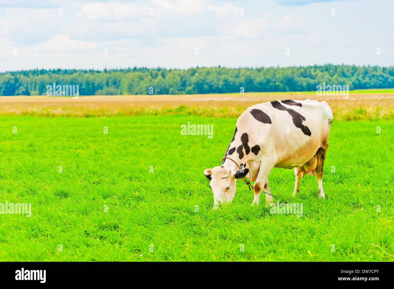 Spotted cow hi-res stock photography and images - Alamy