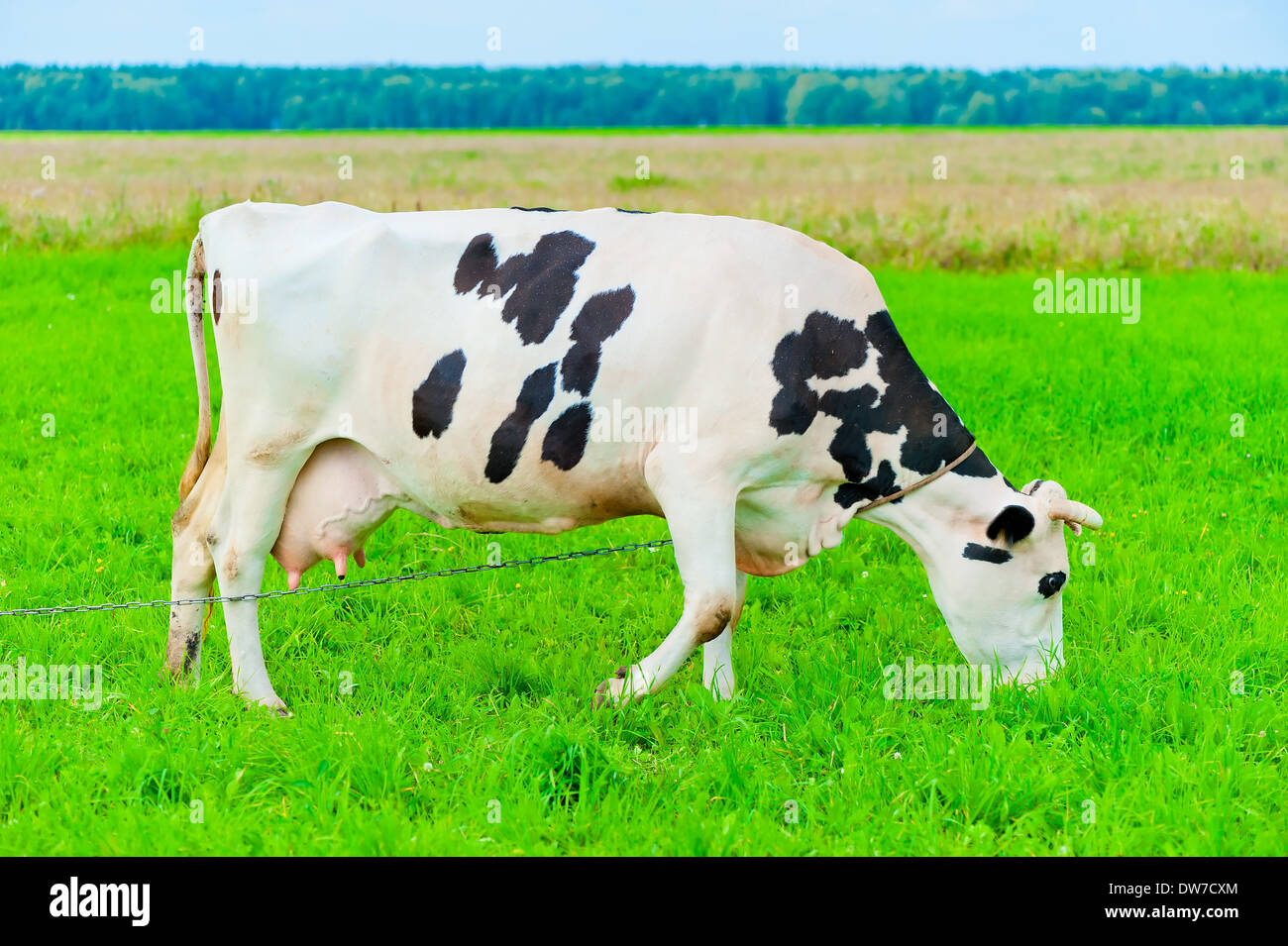 Spotted white cow eats hi-res stock photography and images - Alamy