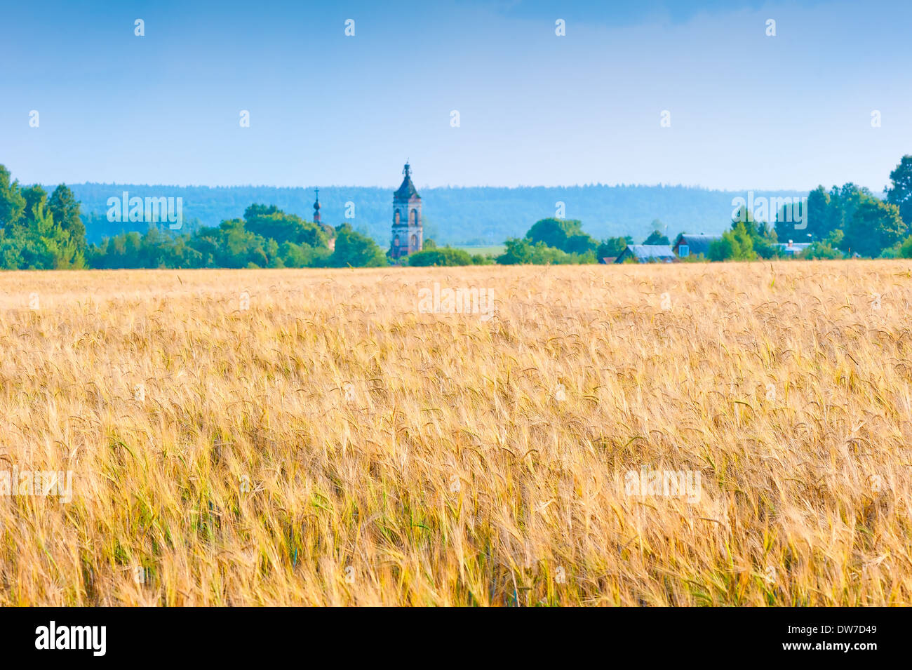 Russian wheat harvest hi-res stock photography and images - Alamy