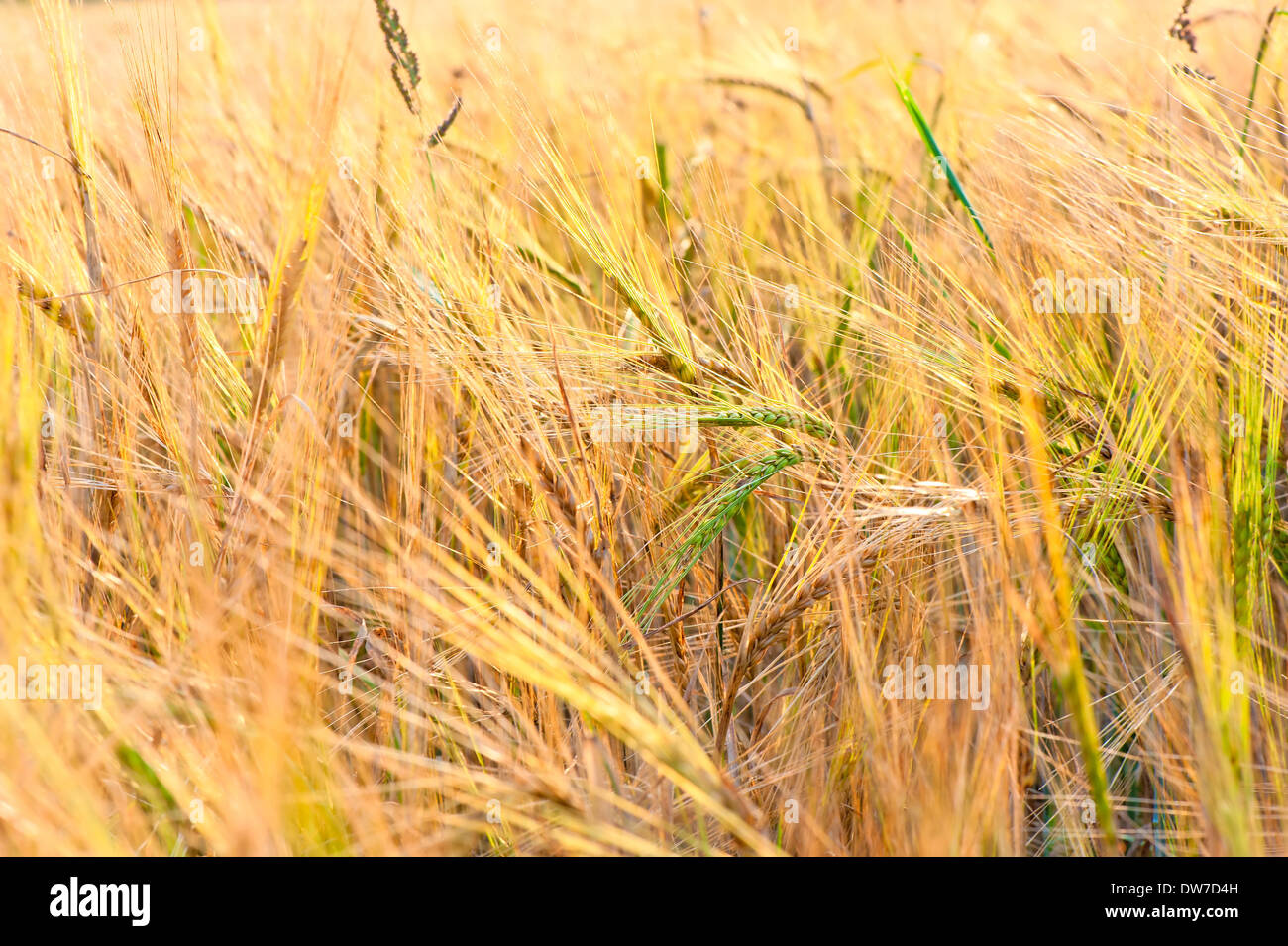 Russian wheat hi-res stock photography and images - Alamy