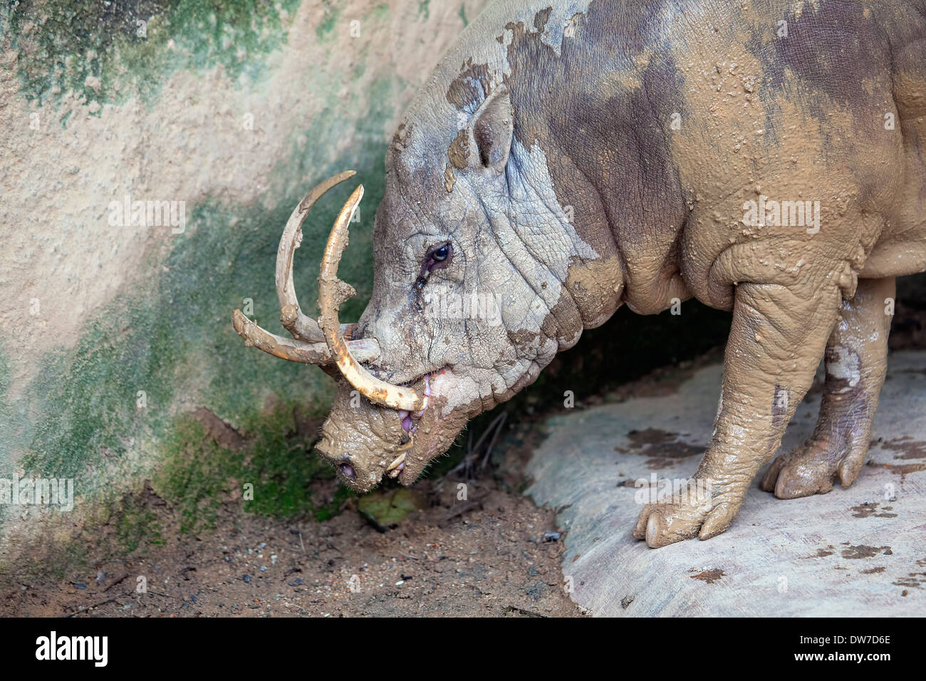 Babirusa Deer-Pig Wild Boar Covered with Mud from Indonesia Closeup ...