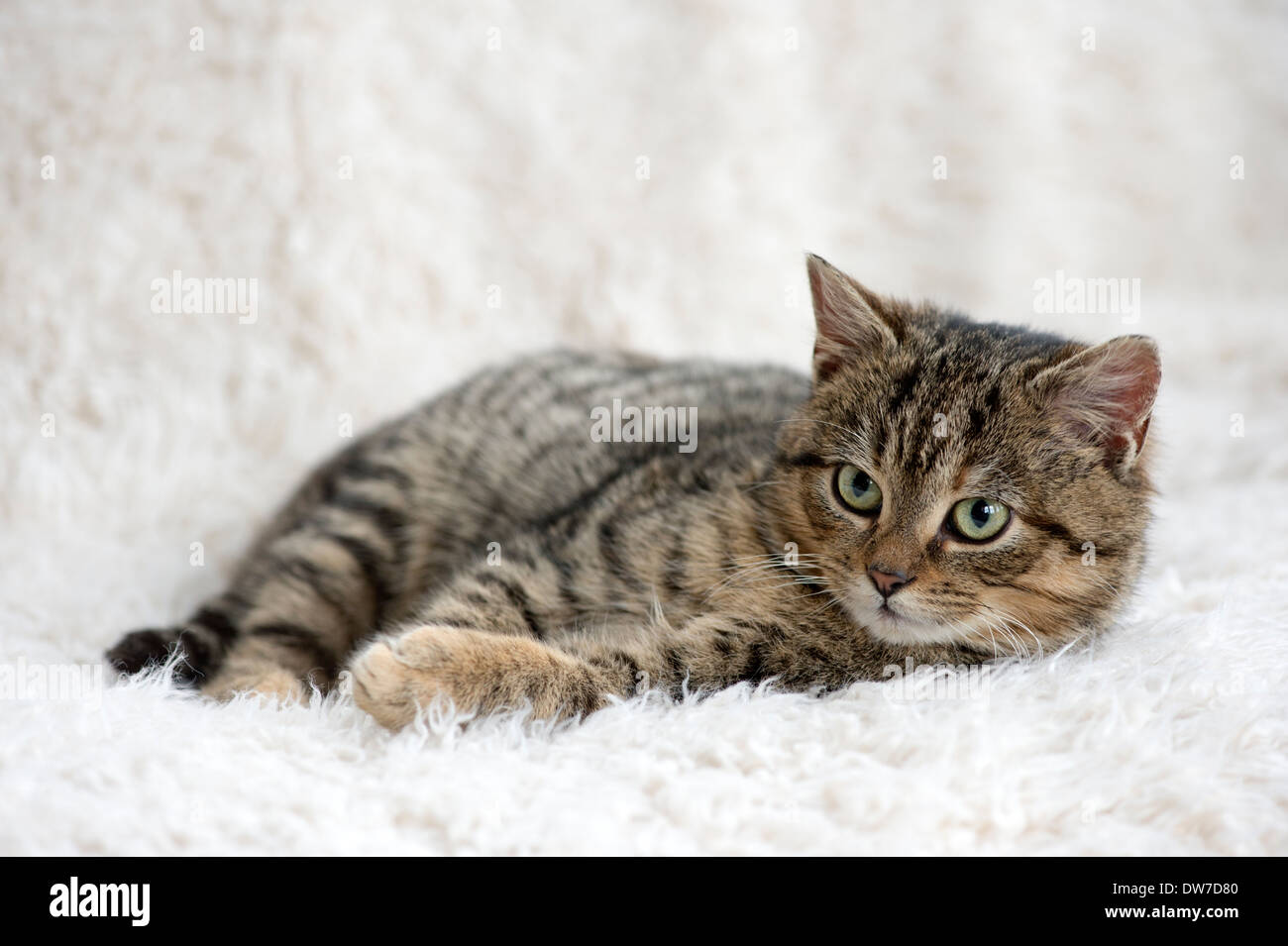 Tabby Cat kitten Stock Photo - Alamy