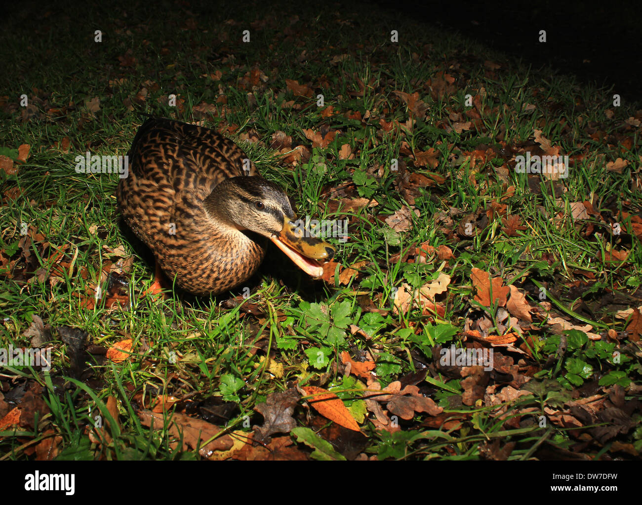 Female mallard with autumn leaves Stock Photo - Alamy