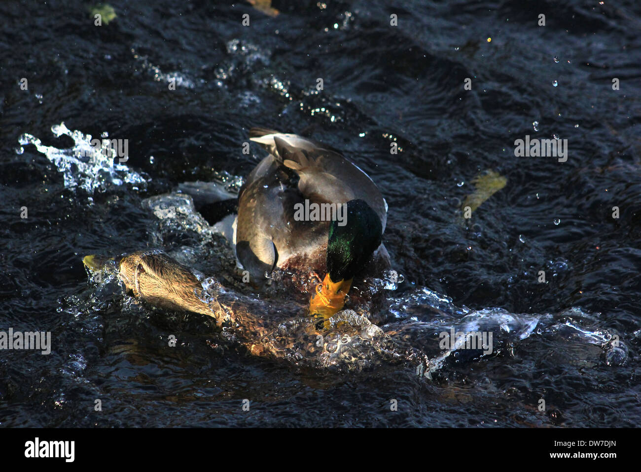 Mallards mating on Llangollen Canal Stock Photo - Alamy