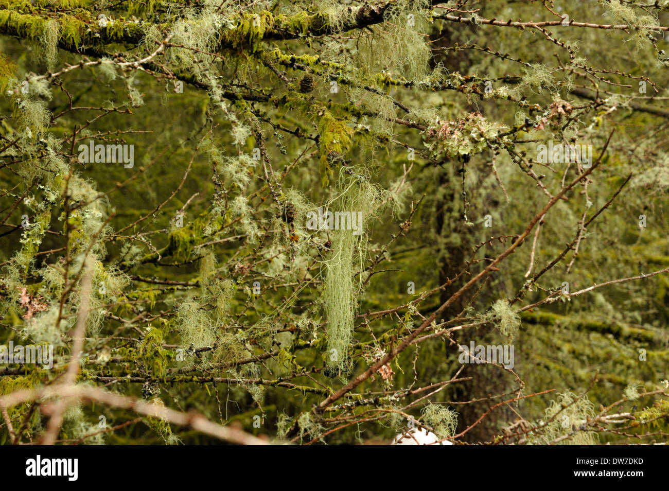 Usnea Lichens on Larch Trees Stock Photo - Alamy