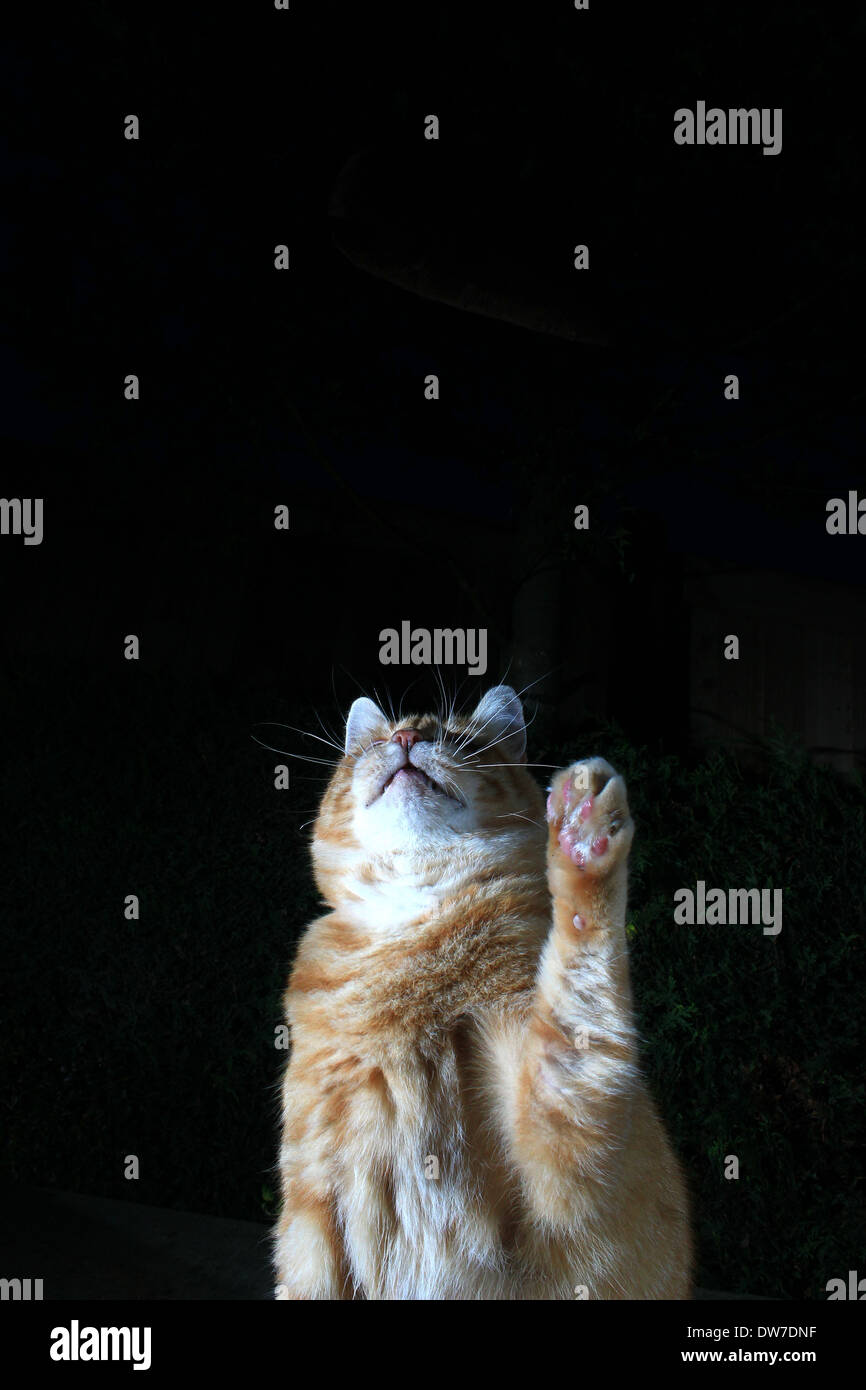 Ginger cat holding up paw with dark background Stock Photo - Alamy
