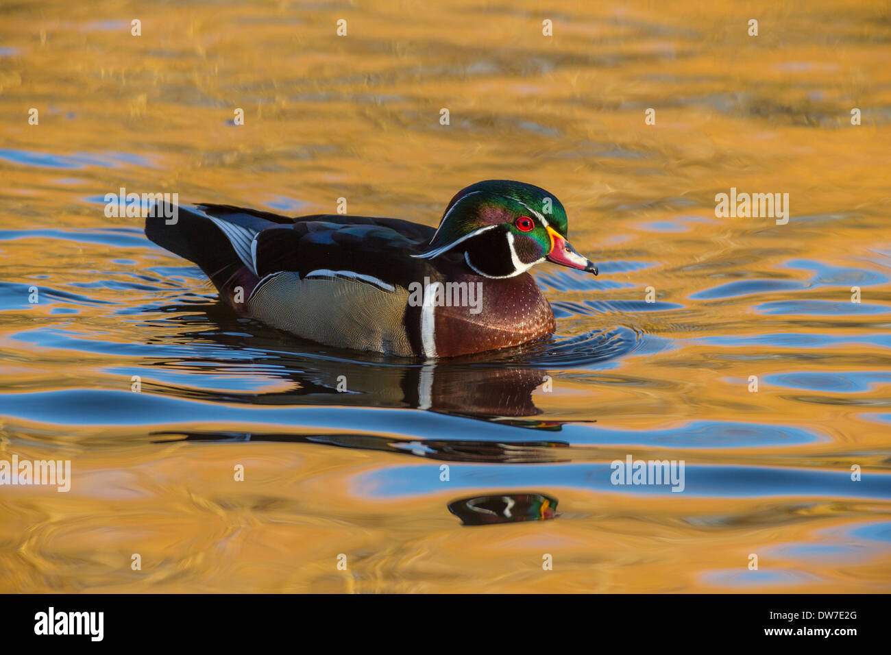 Golden duck hi-res stock photography and images - Alamy