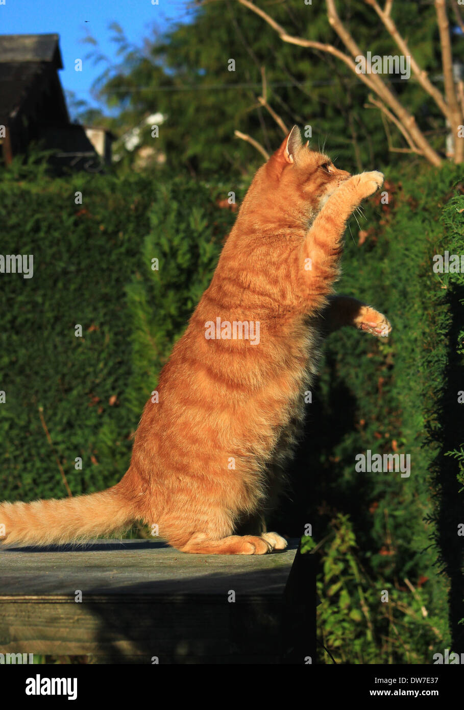 Ginger cat standing on back feet Stock Photo - Alamy