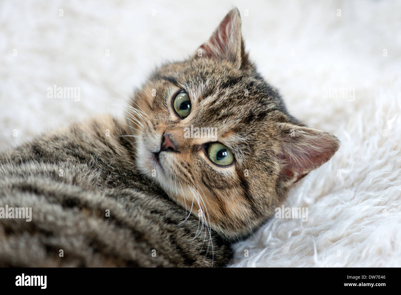 Tabby cat hi-res stock photography and images - Alamy