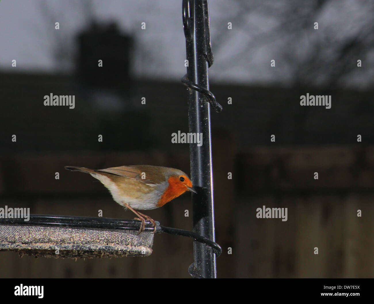 Robin on bird table Stock Photo - Alamy